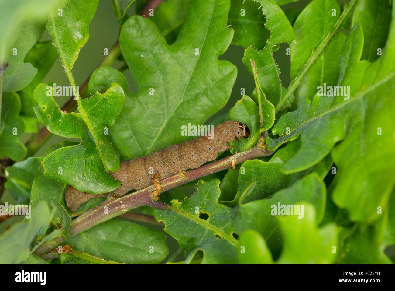 Red-headed Chestnut (Conistra erythrocephala, Dasycampa erythrocephala ...