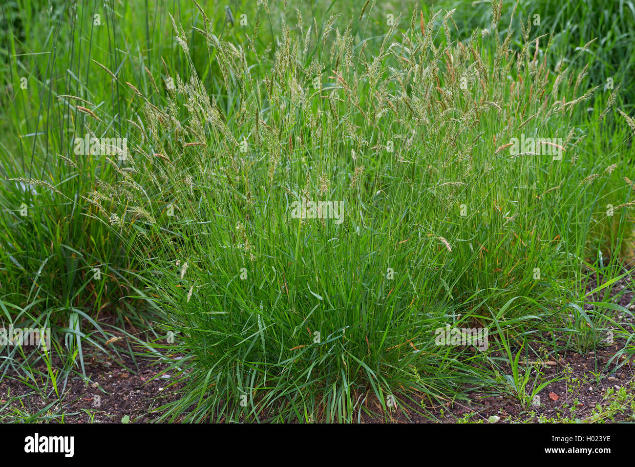Sweet vernal-grass, Sweetscented vernal grass (Anthoxanthum odoratum ...