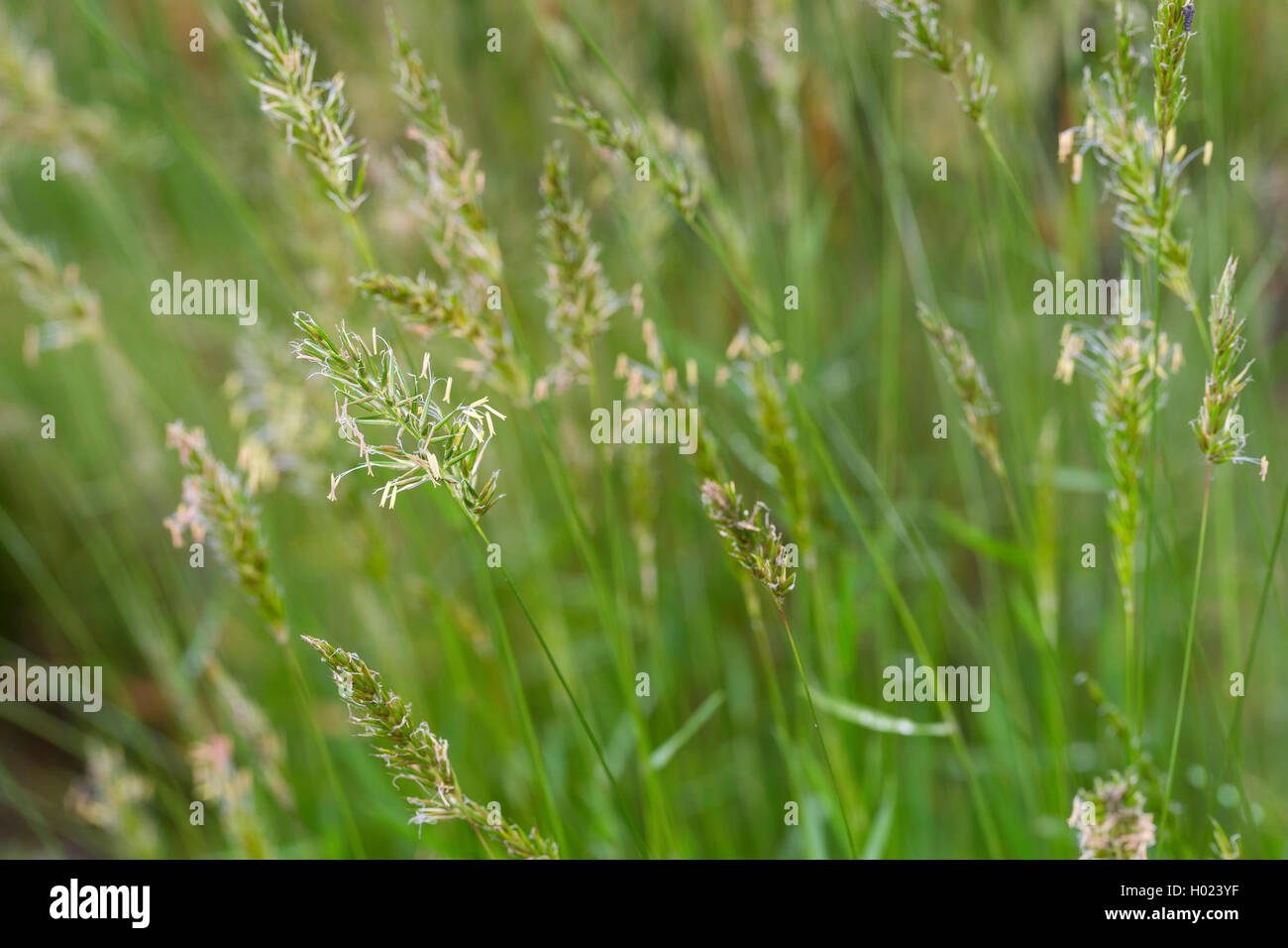 Grass in a biotope hi-res stock photography and images - Alamy