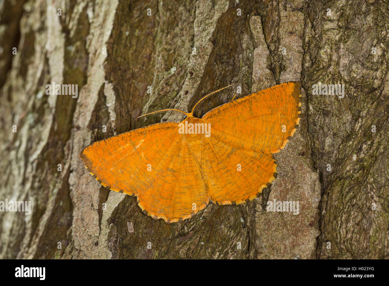 orange moth (Angerona prunaria), male sitting on bark, Germany Stock ...