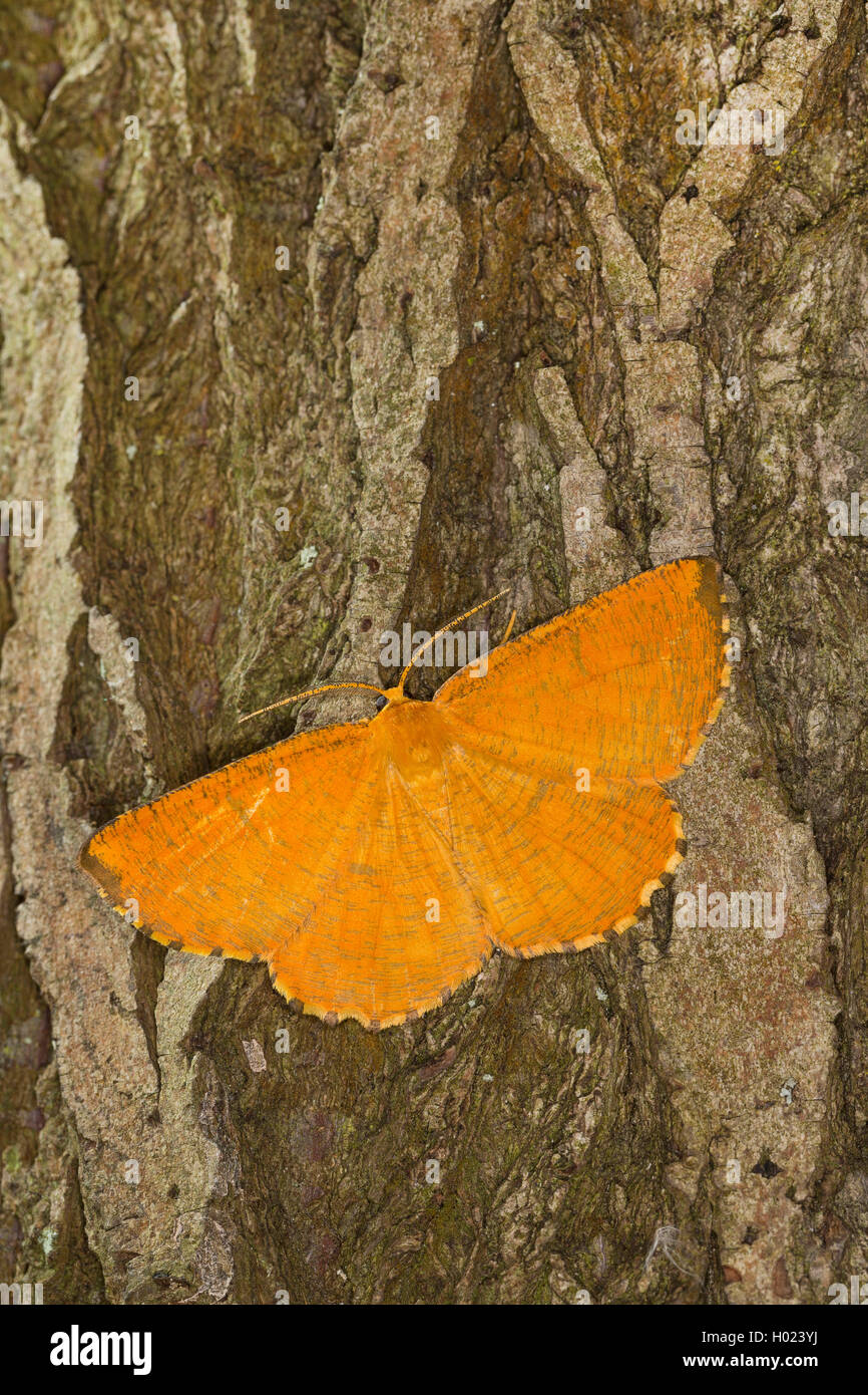 orange moth (Angerona prunaria), male sitting on bark, Germany Stock ...