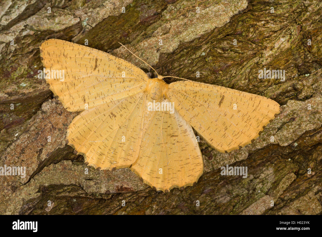 orange moth (Angerona prunaria), female, sitting on bark, Germany Stock ...