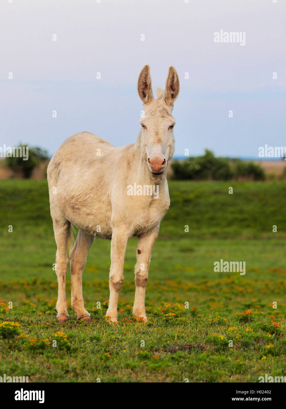 Oesterreich-ungarischer weisser Esel, Barock-Esel, Barockesel, Weisser ...