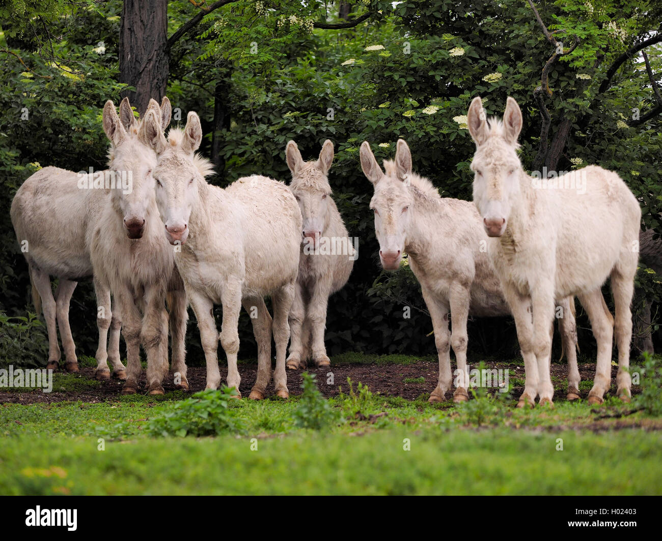 Oesterreich-ungarischer weisser Esel, Barock-Esel, Barockesel, Weisser ...