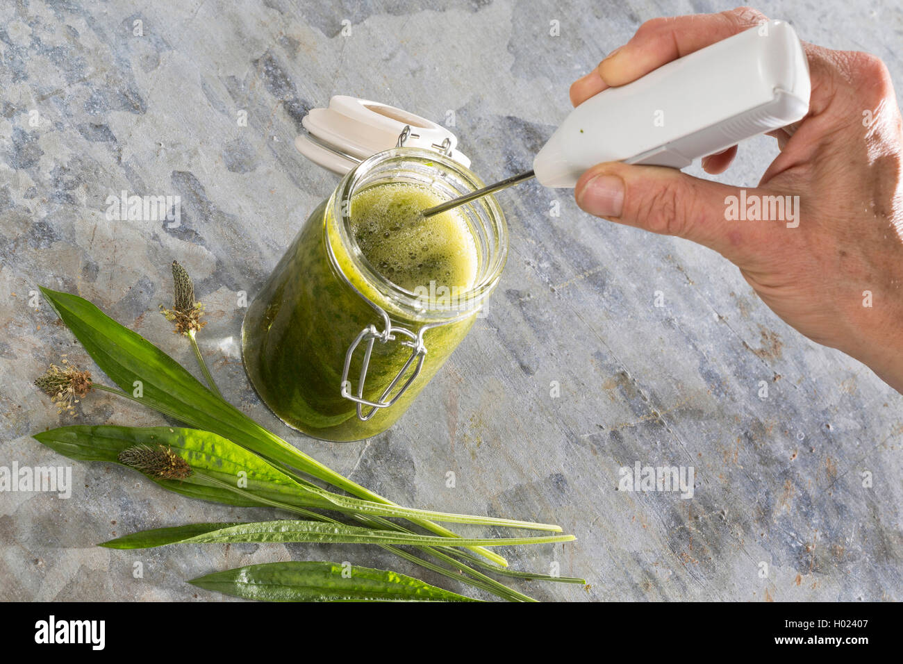 buckhorn plantain, English plantain, ribwort plantain, rib grass ...