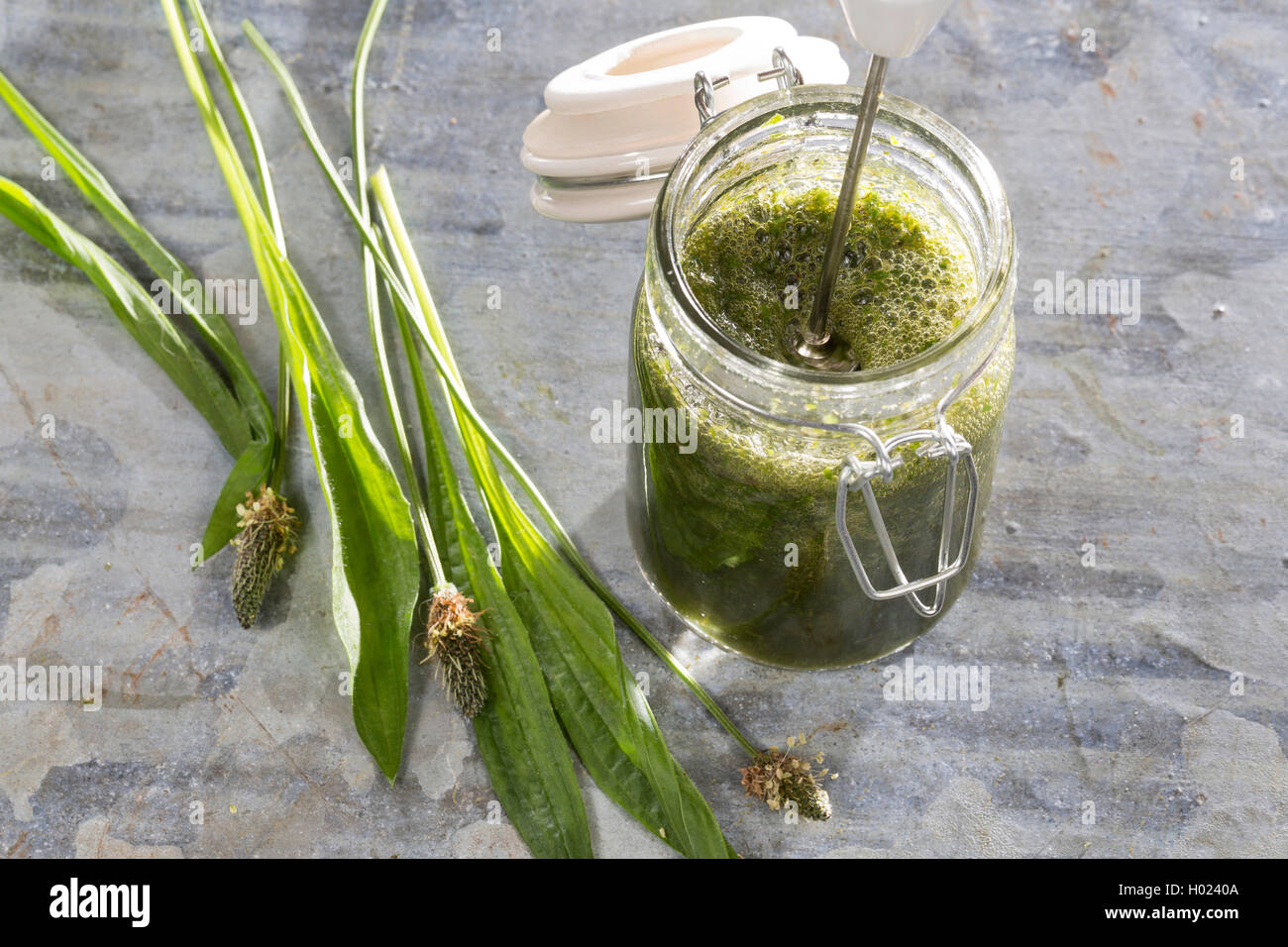 buckhorn plantain, English plantain, ribwort plantain, rib grass ...