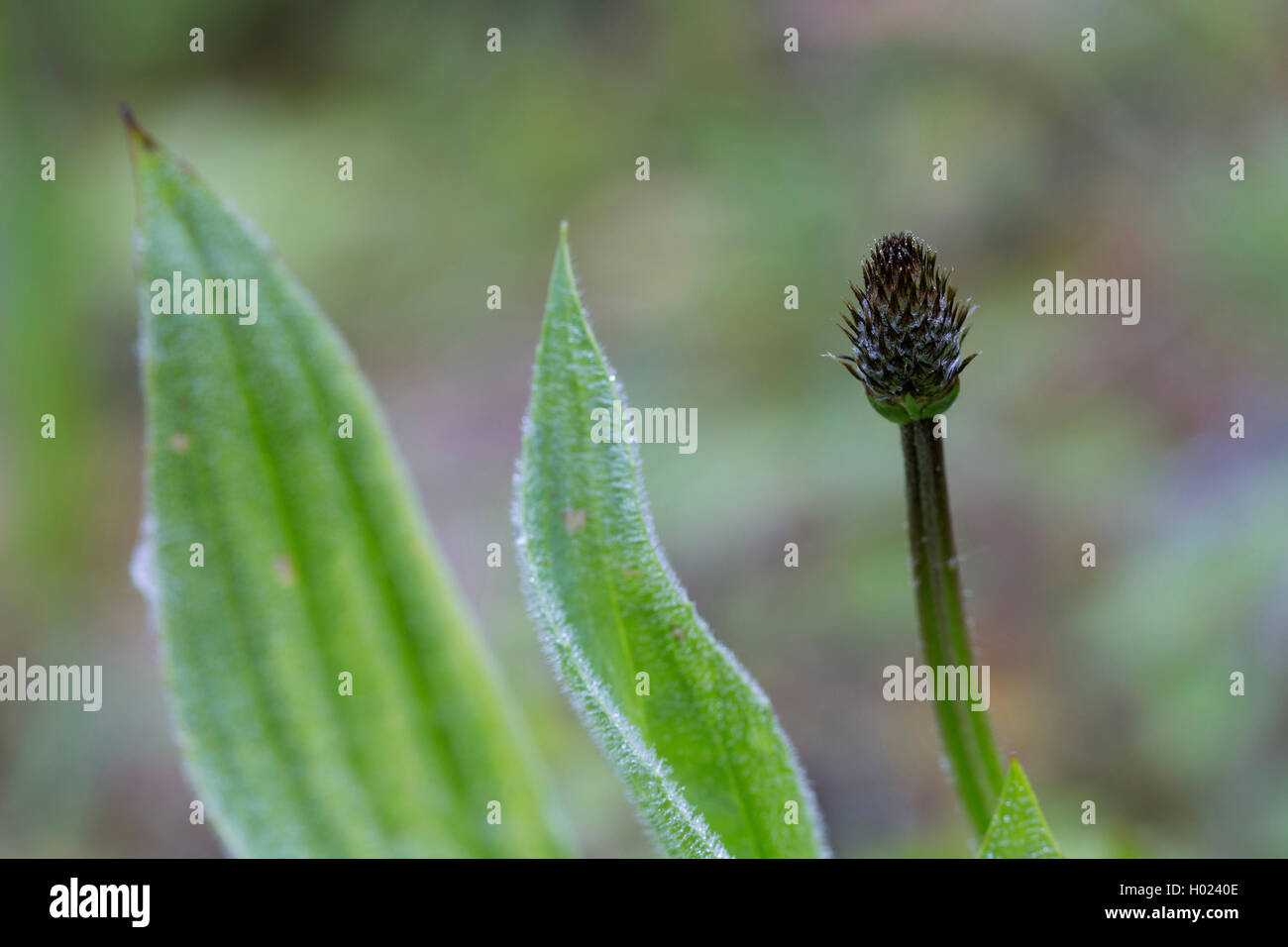 buckhorn plantain, English plantain, ribwort plantain, rib grass ...