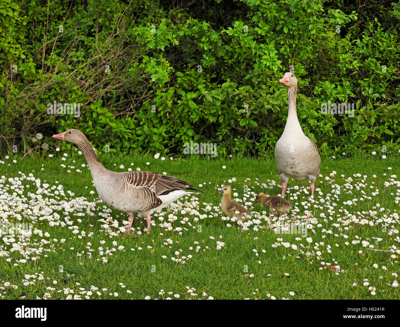 greylag goose (Anser anser), goose family on a lawn with daisies ...
