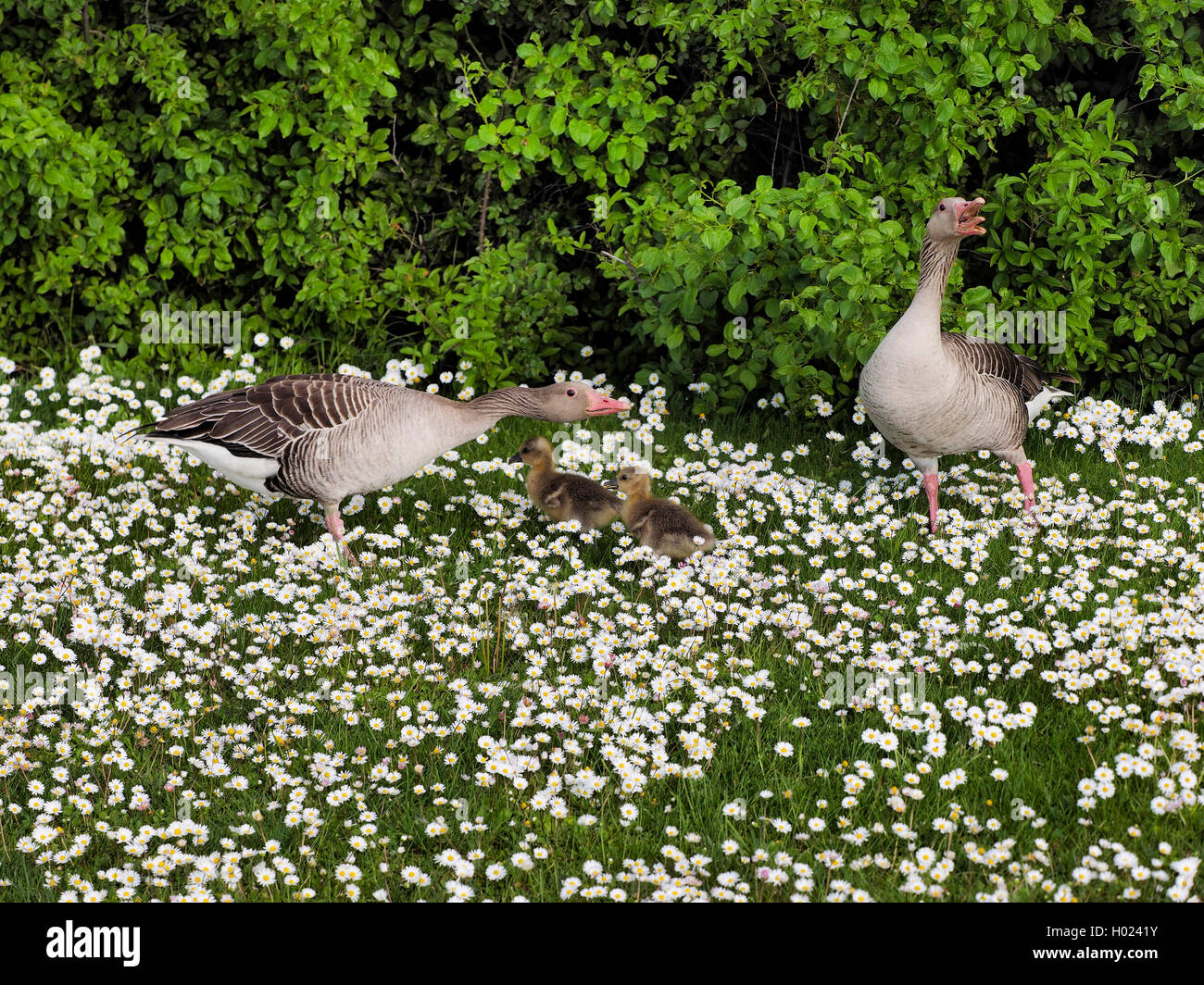 greylag goose (Anser anser), goose family on a lawn with daisies ...