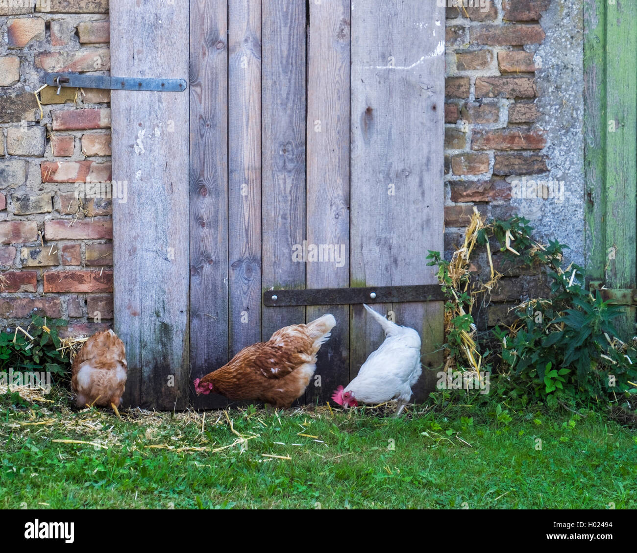 Hens outside barn in farmyard at Gut Boltenhof Hotel & farm ...