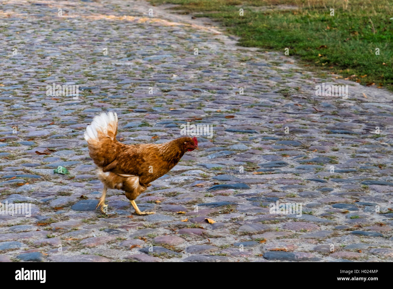 Hen crossing cobbled road at Gut Boltenhof Hotel & farm, Brandenburg ...