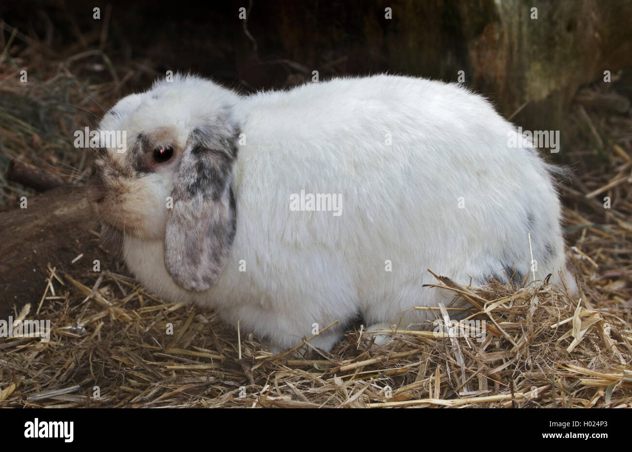 White Lop-Eared Rabbit Stock Photo - Alamy