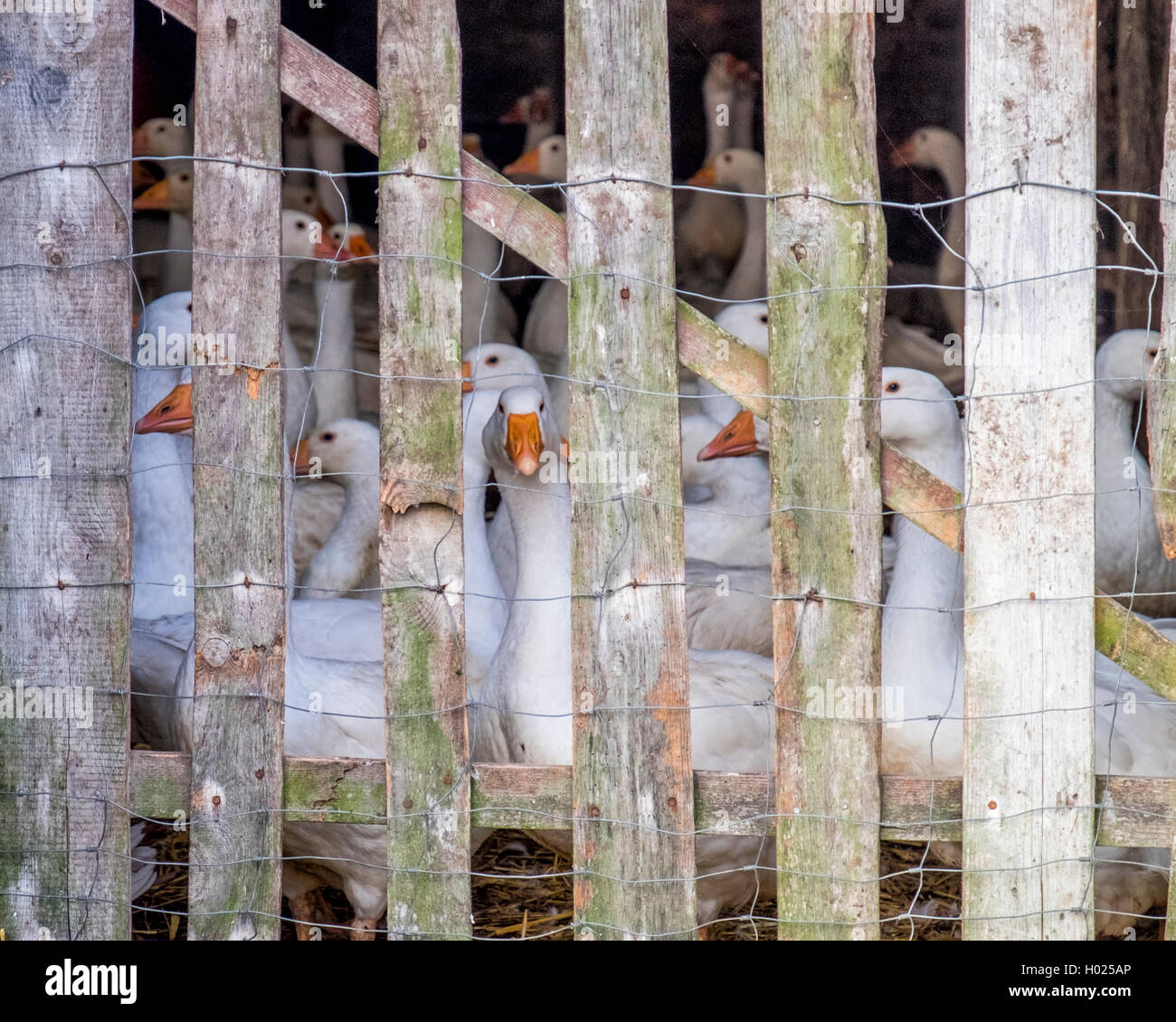 Geese in barn at Gut Boltenhof Hotel & farm, Brandenburg, Germany Stock ...