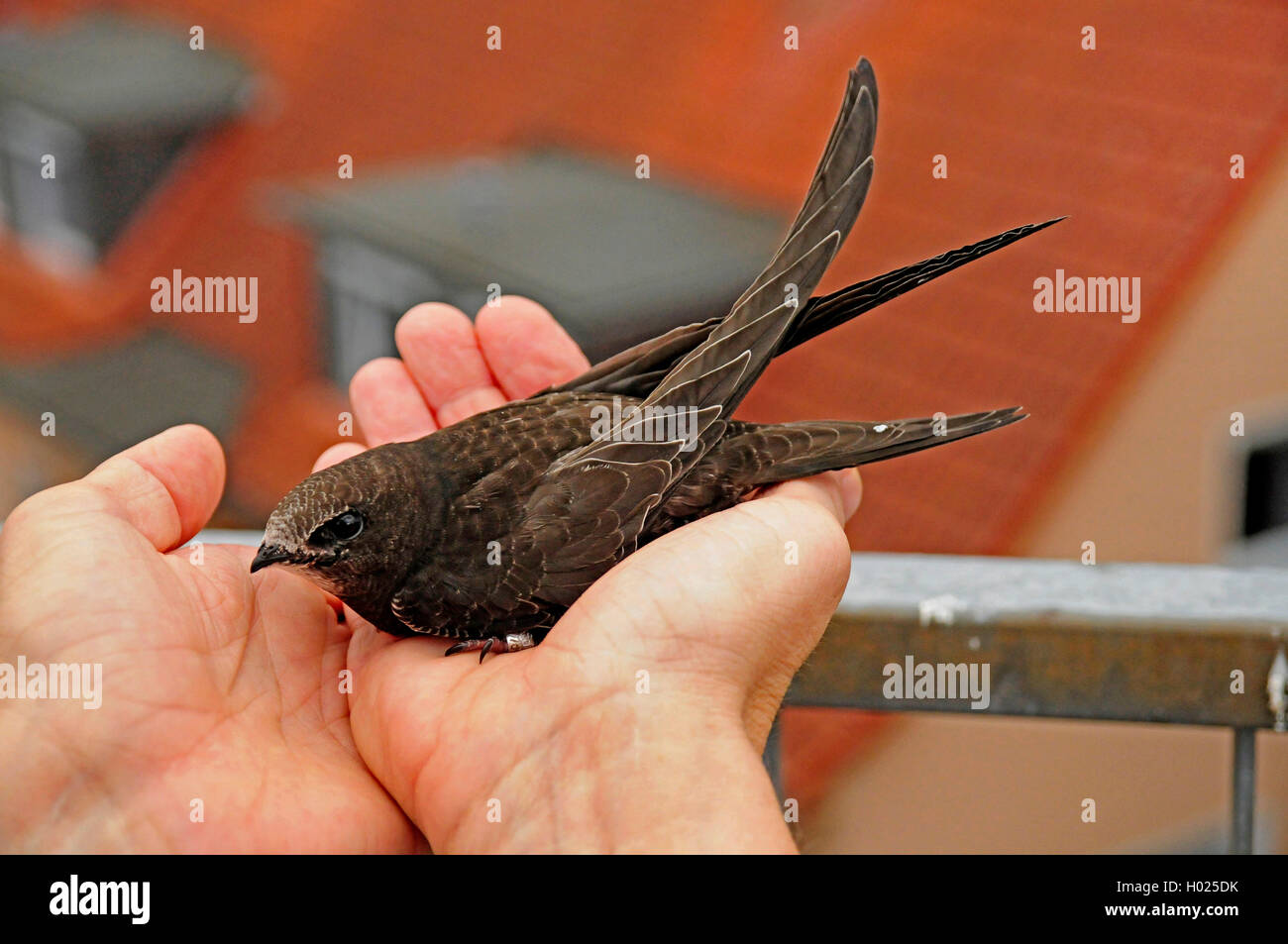 Hand Rearing Birds High Resolution Stock Photography and Images - Alamy