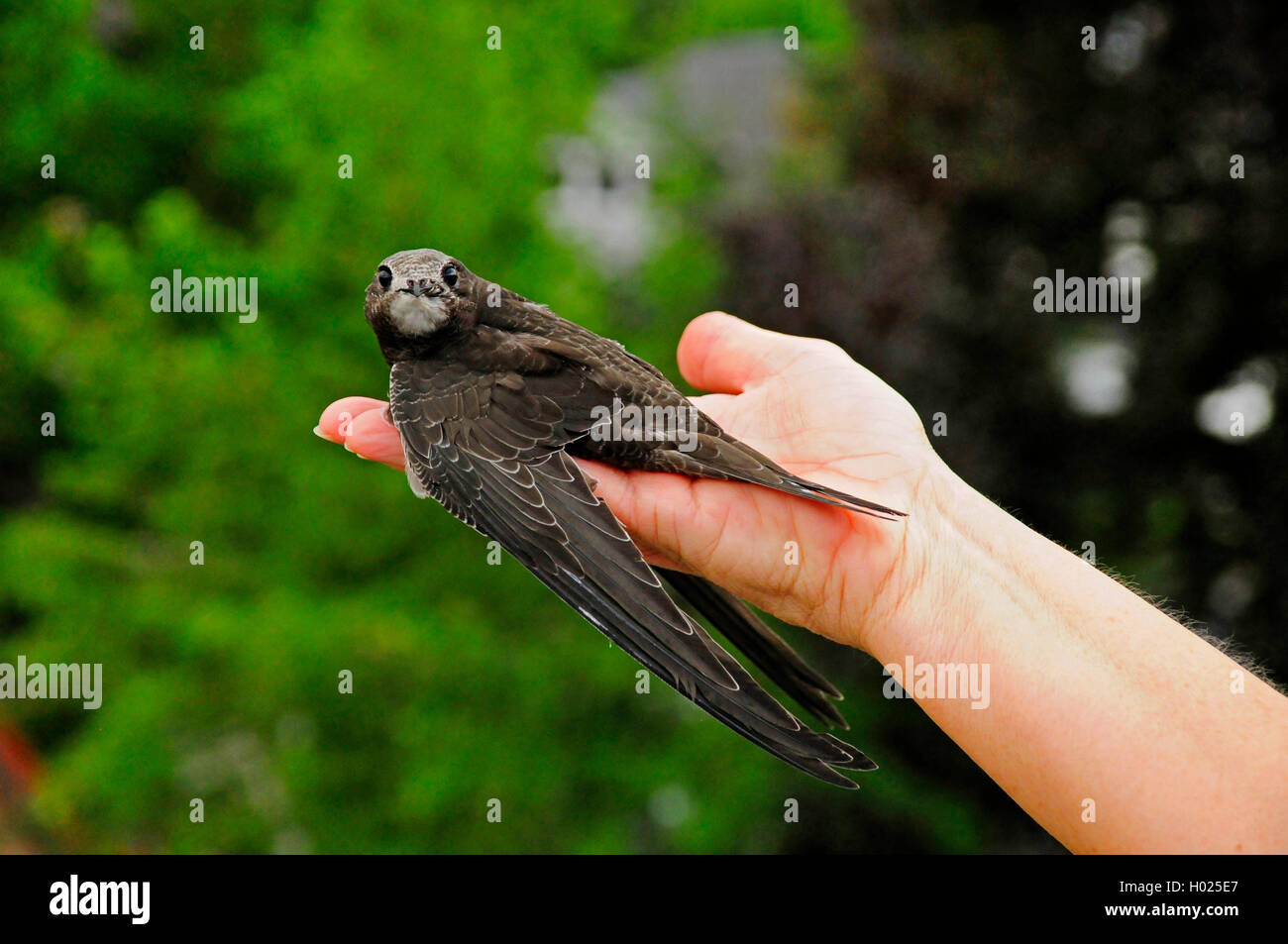 Hand Rearing Birds High Resolution Stock Photography and Images - Alamy