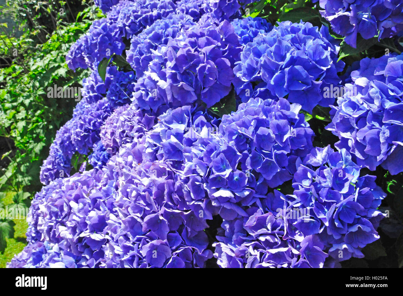 Garden hydrangea, Lace cap hydrangea (Hydrangea macrophylla), blue hydranges, Germany, Rhineland ...