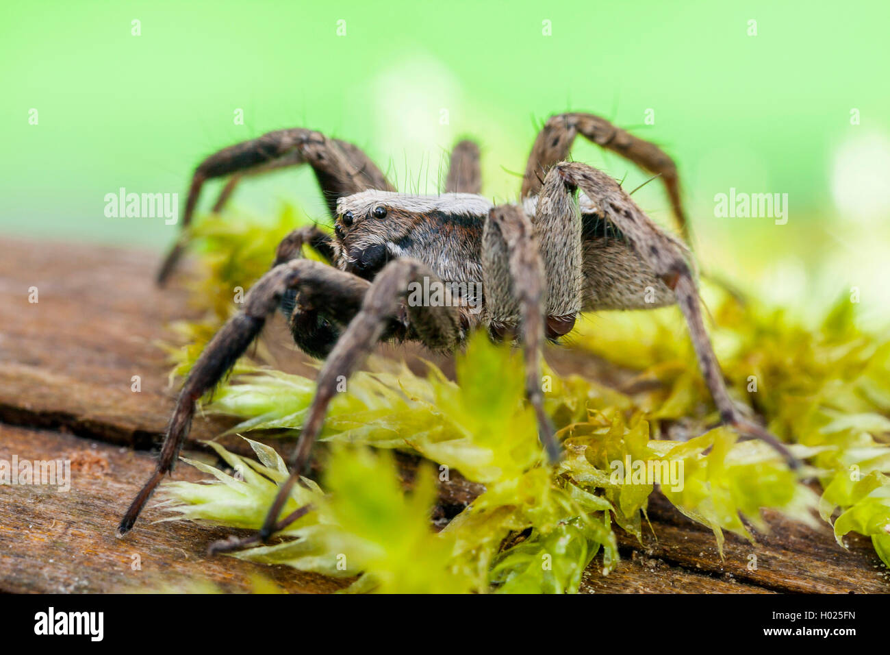 Burnt wolf-spider (Xerolycosa nemoralis), sits on moss, Germany ...