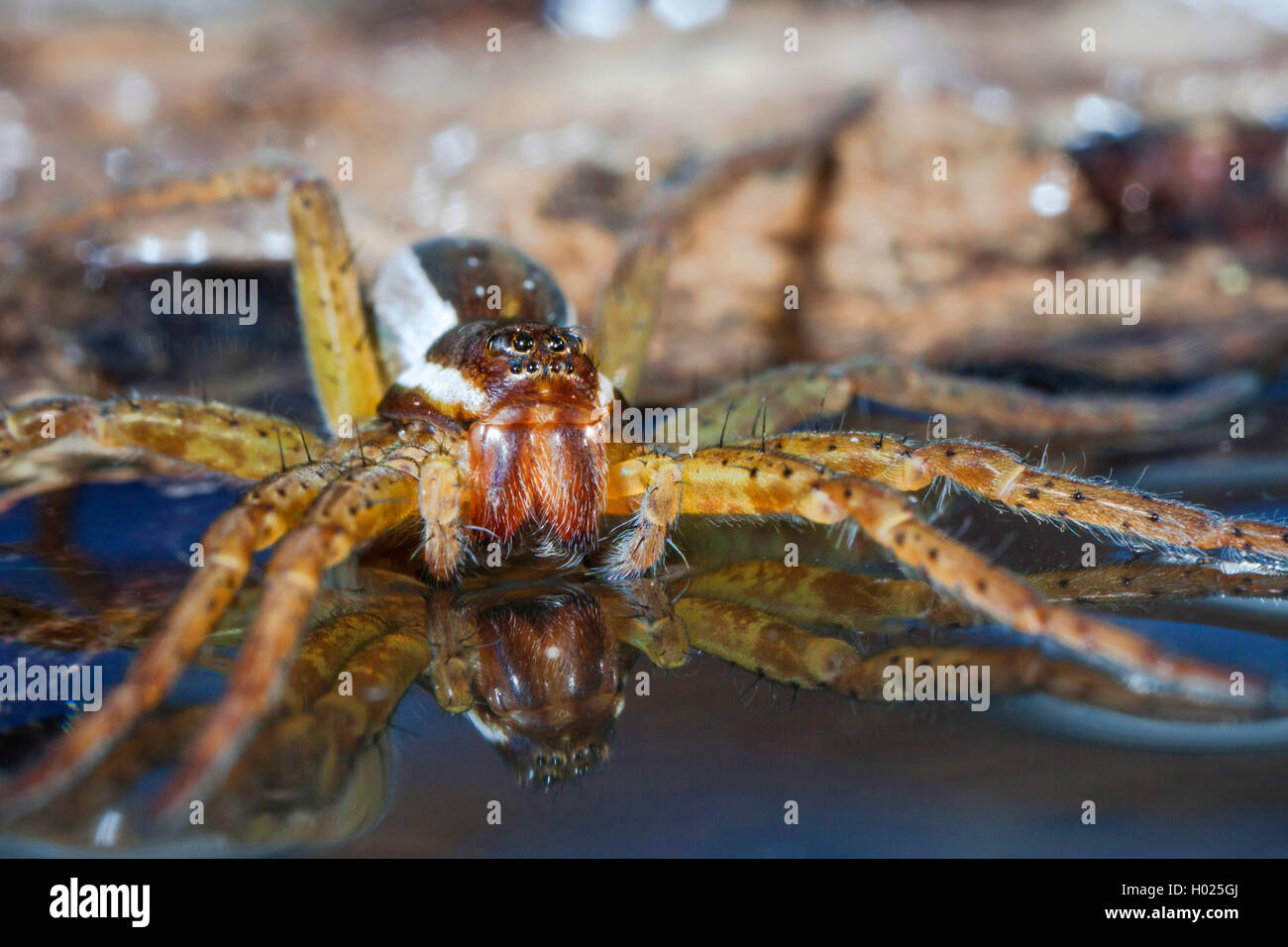 fimbriate fishing spider (Dolomedes fimbriatus), female lurks for prey ...
