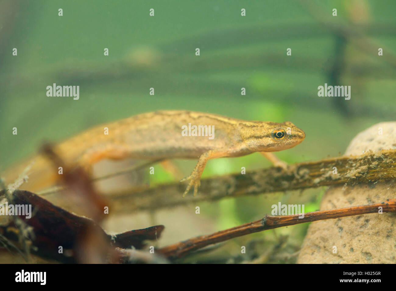Palmate newt (Triturus helveticus, Lissotriton helveticus), female ...