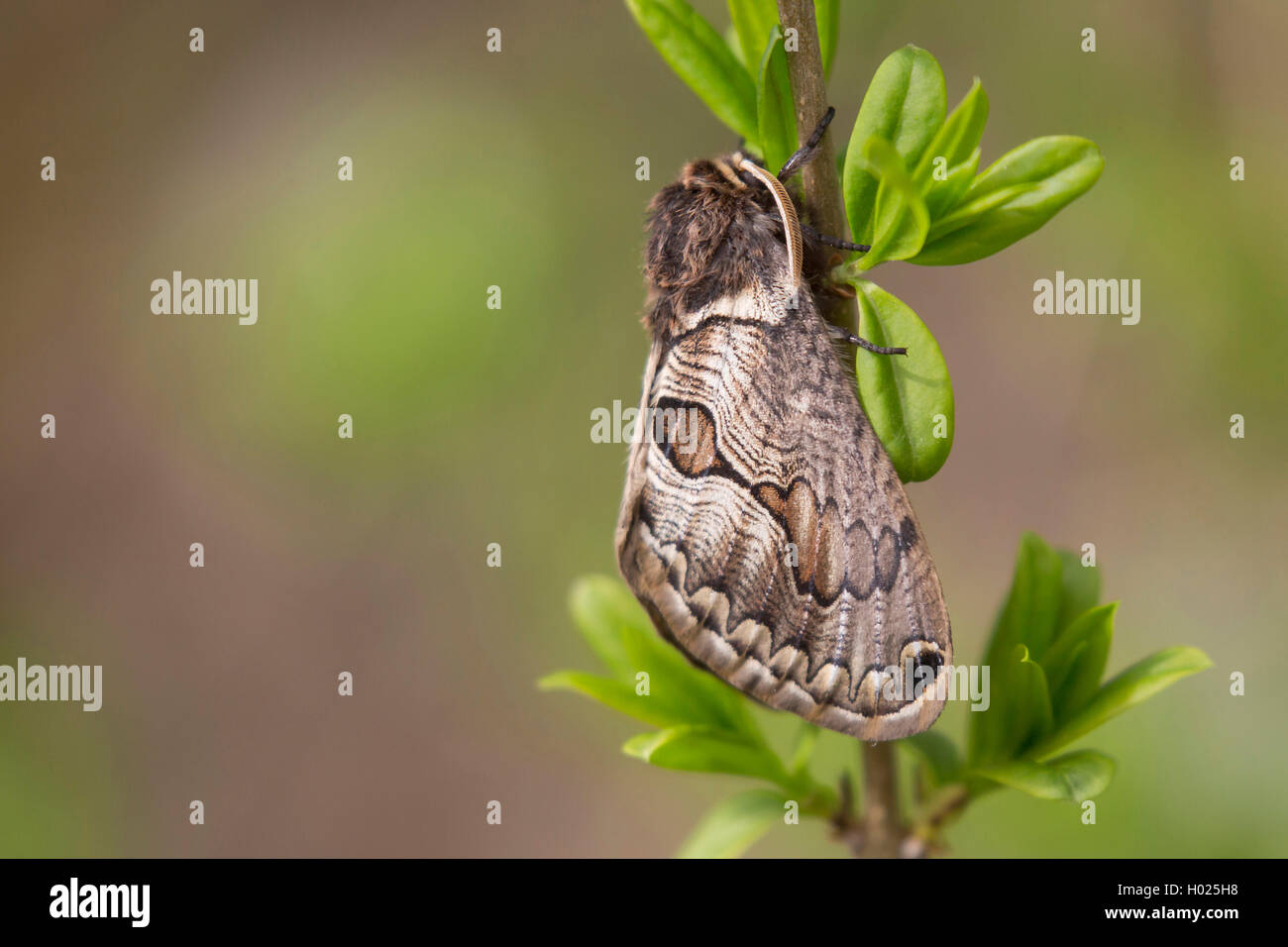 European owl moth, European Brahmin (Brahmaea europaea, Bramaea ...