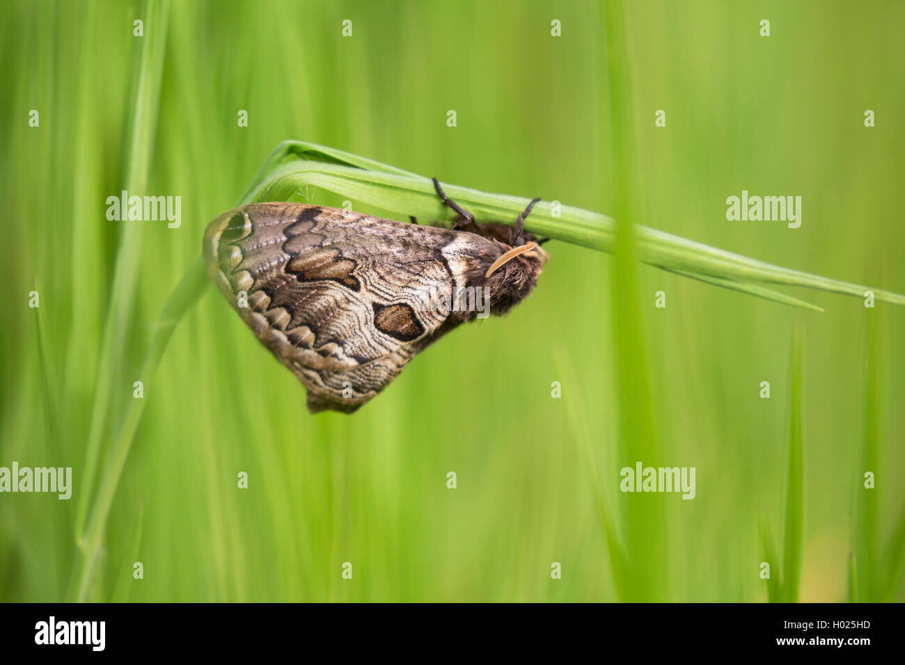 European owl moth, European Brahmin (Brahmaea europaea, Bramaea ...