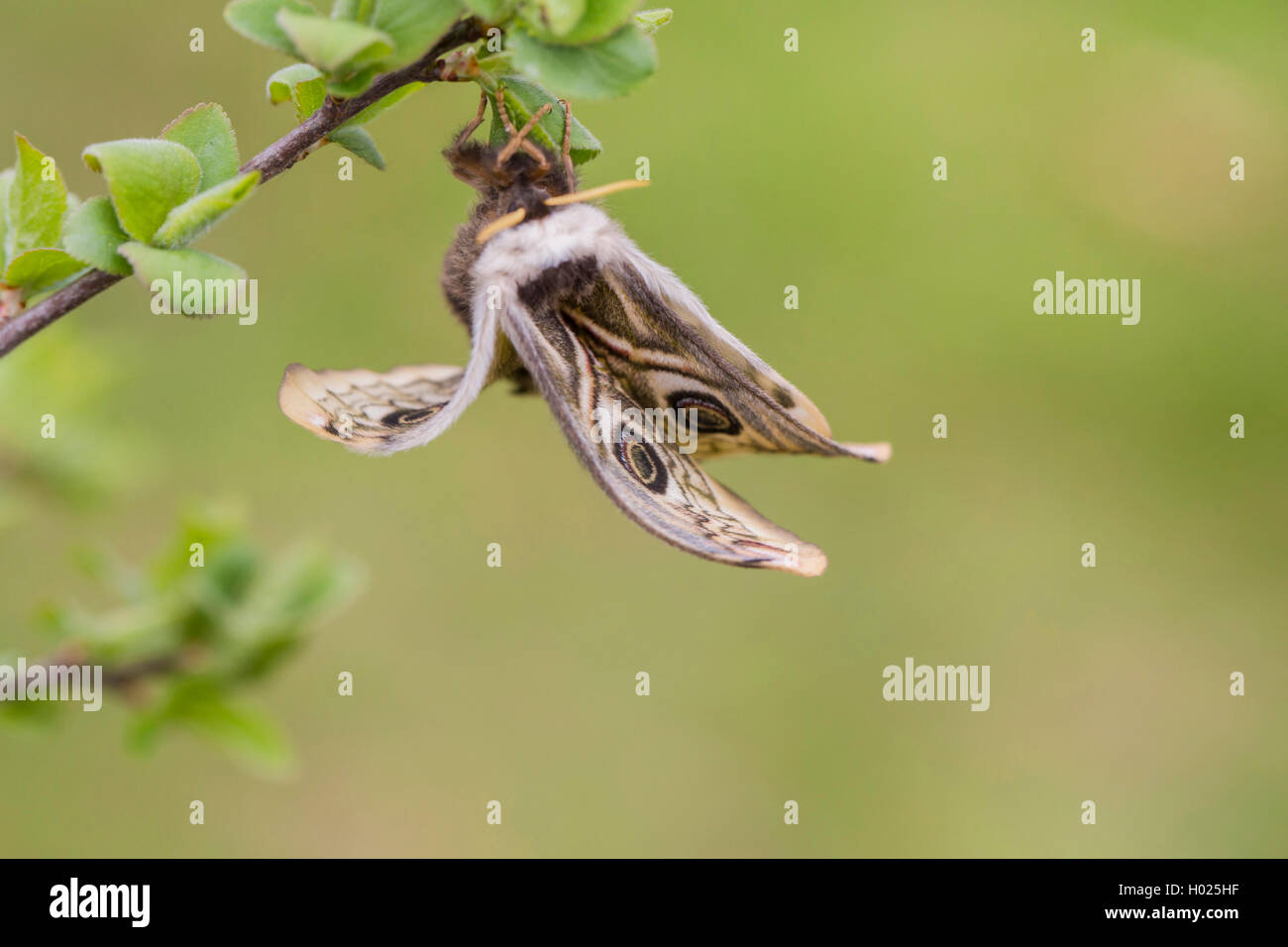 Giant silkworm moths hi-res stock photography and images - Alamy