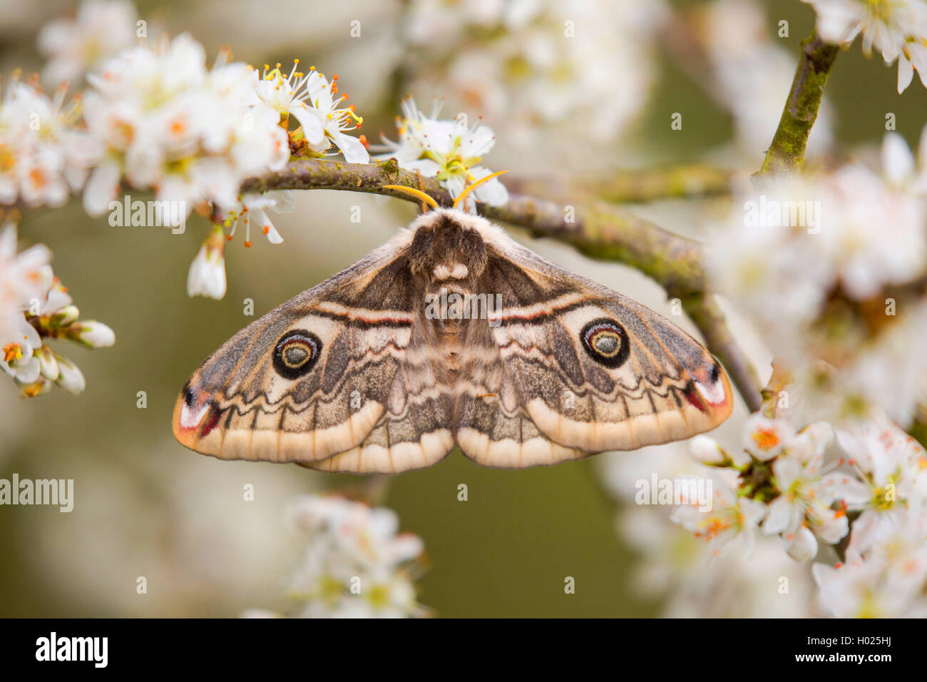 Female emperor moth hi-res stock photography and images - Alamy