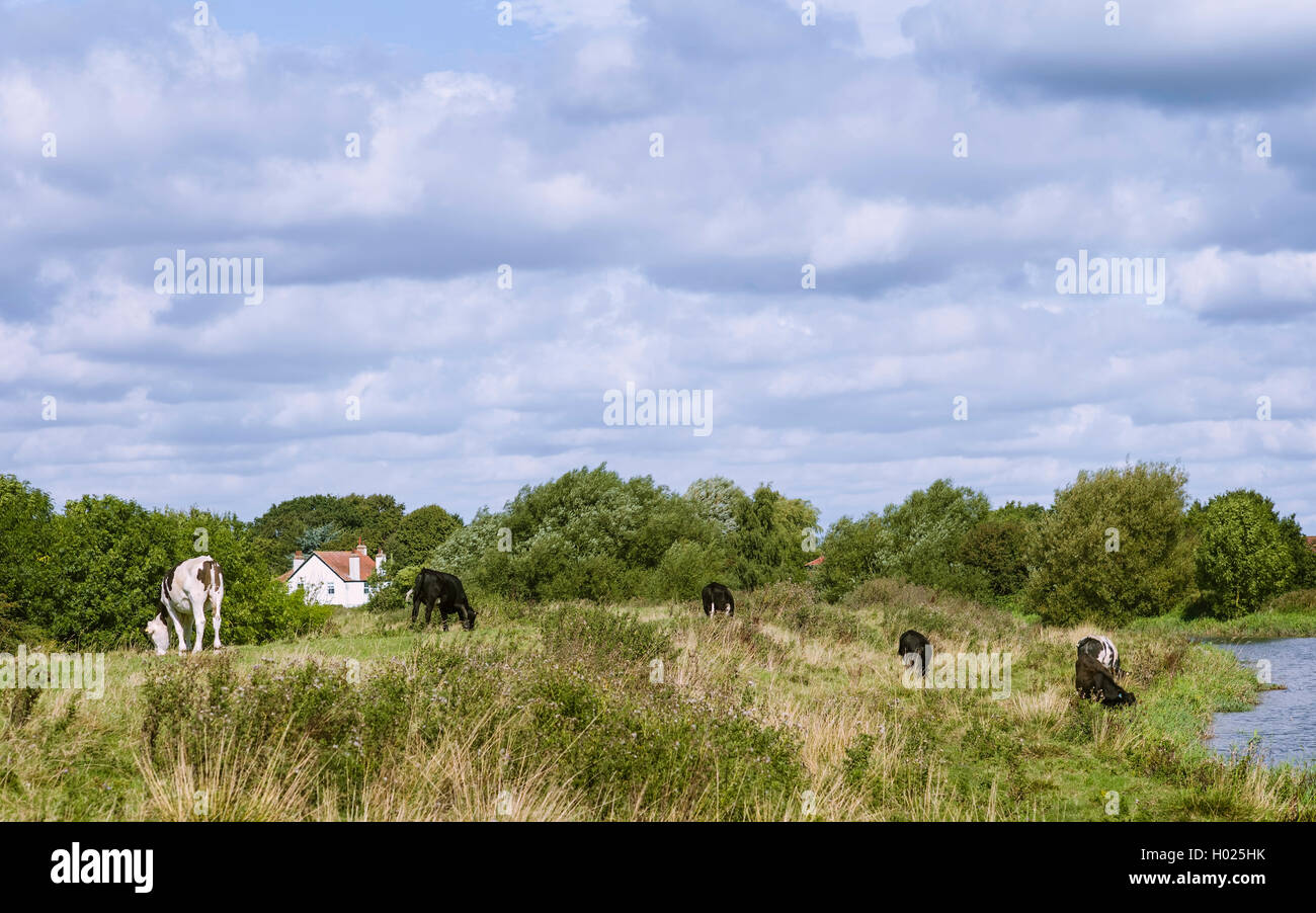 Cattle graze along the bank of the river Hull on a late summer morning ...