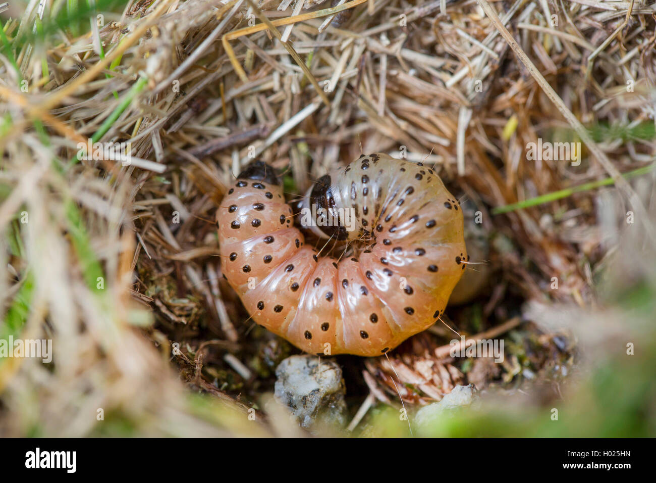 Underground insects hi-res stock photography and images - Alamy