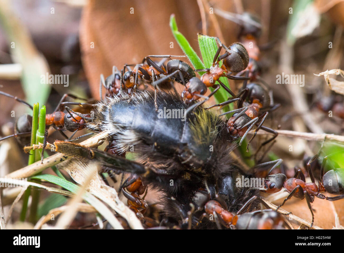 Ant bee hi-res stock photography and images - Alamy
