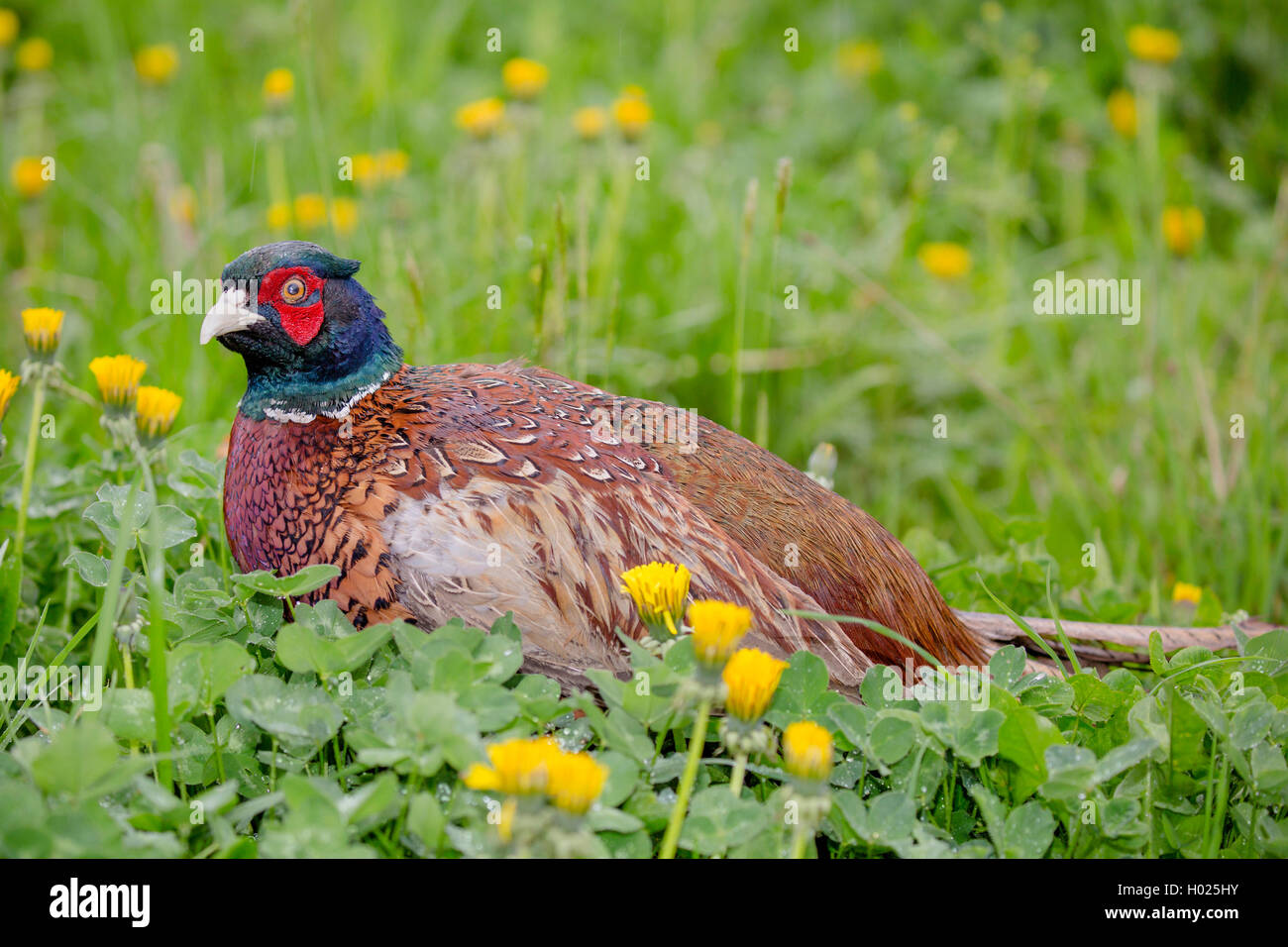 Jagdfasan hi-res stock photography and images - Alamy