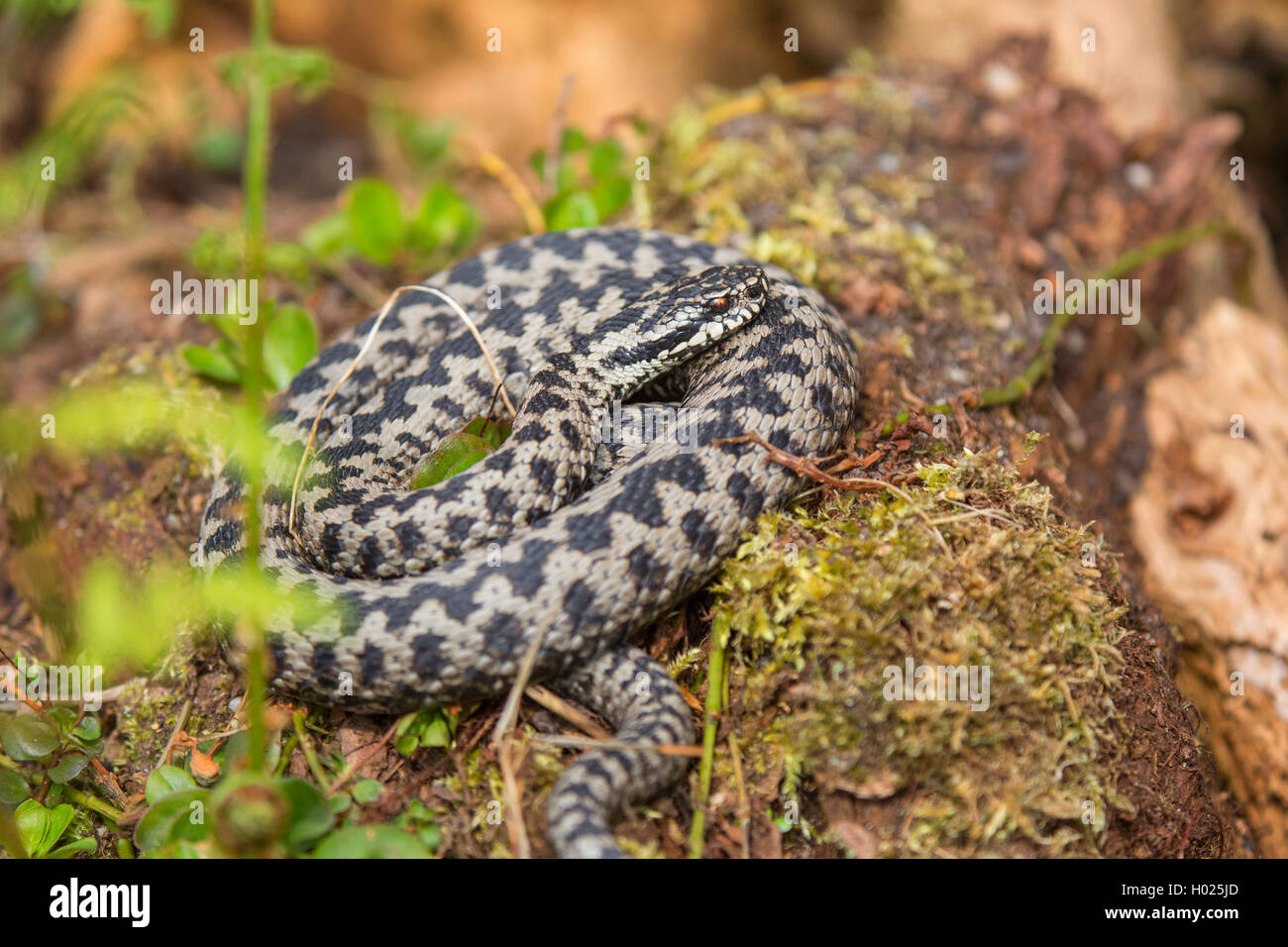 adder, common viper, common European viper, common viper (Vipera berus ...