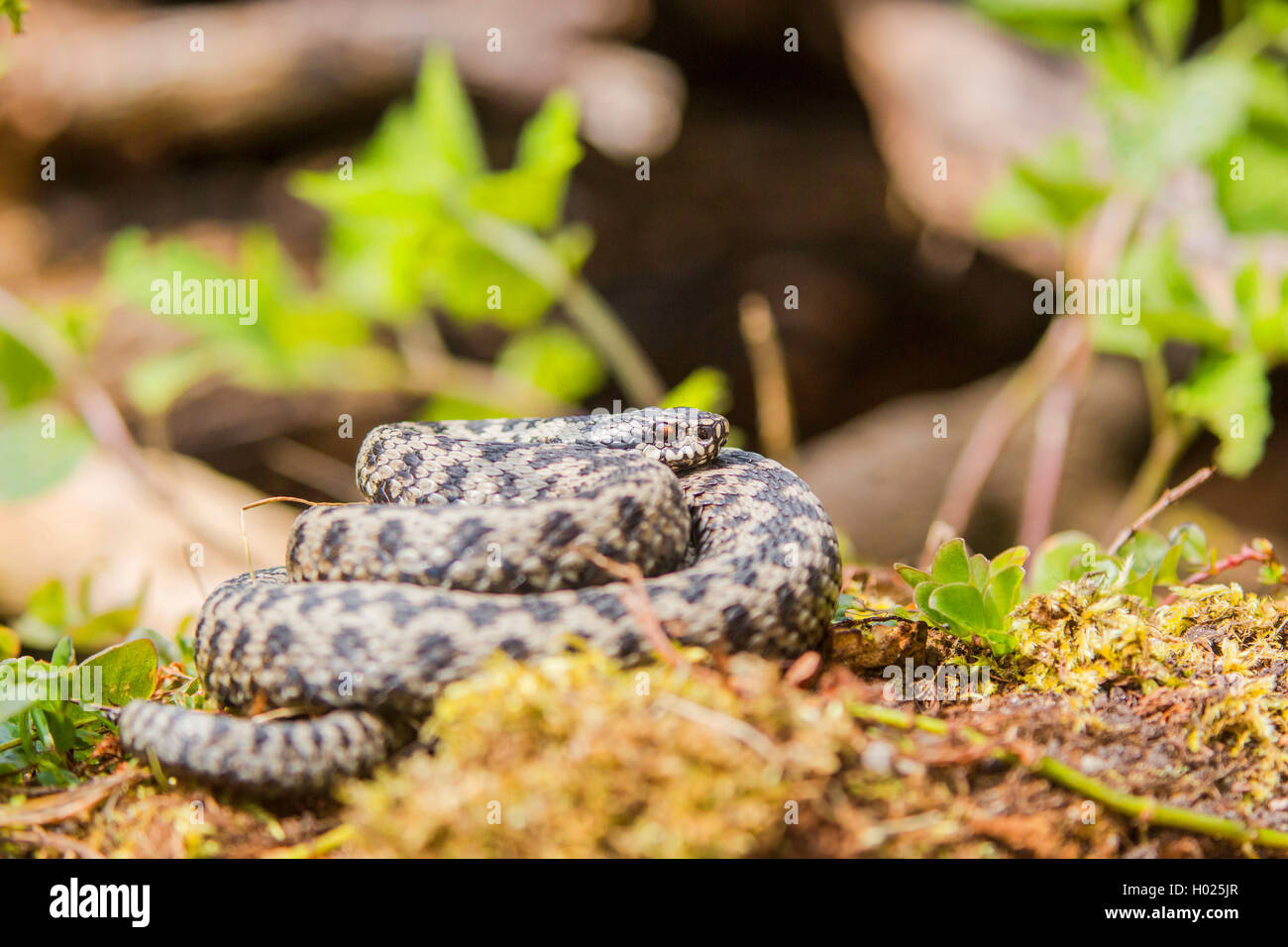 adder, common viper, common European viper, common viper (Vipera berus ...