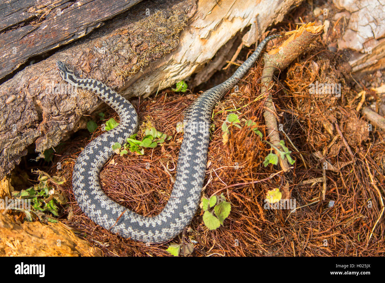 adder, common viper, common European viper, common viper (Vipera berus ...