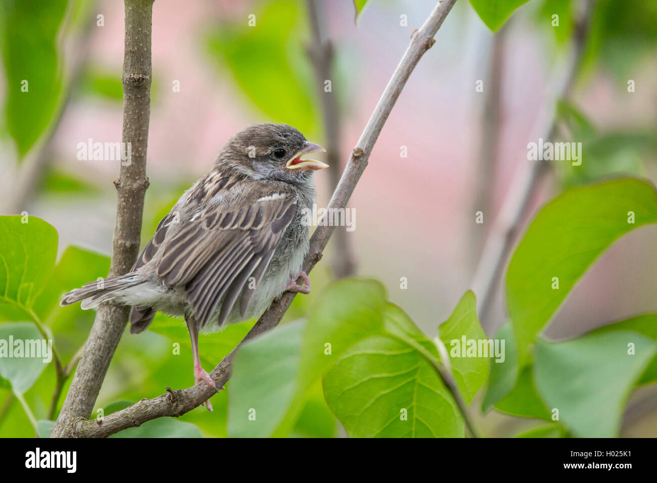 house sparrow (Passer domesticus), young bird calling for its mother ...