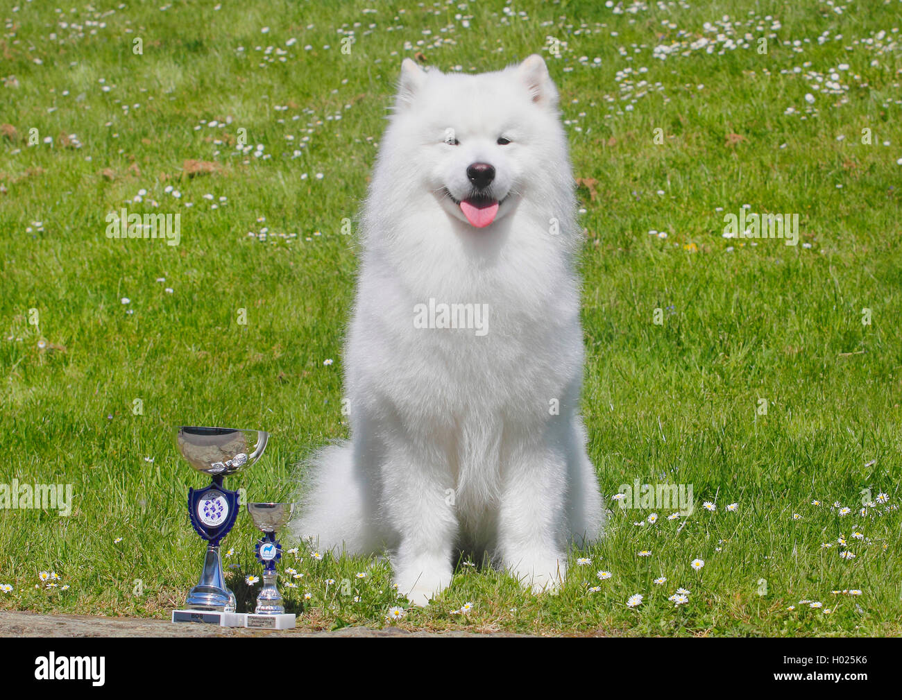 Samoyed Sitting Stock Photos & Samoyed Sitting Stock Images - Alamy