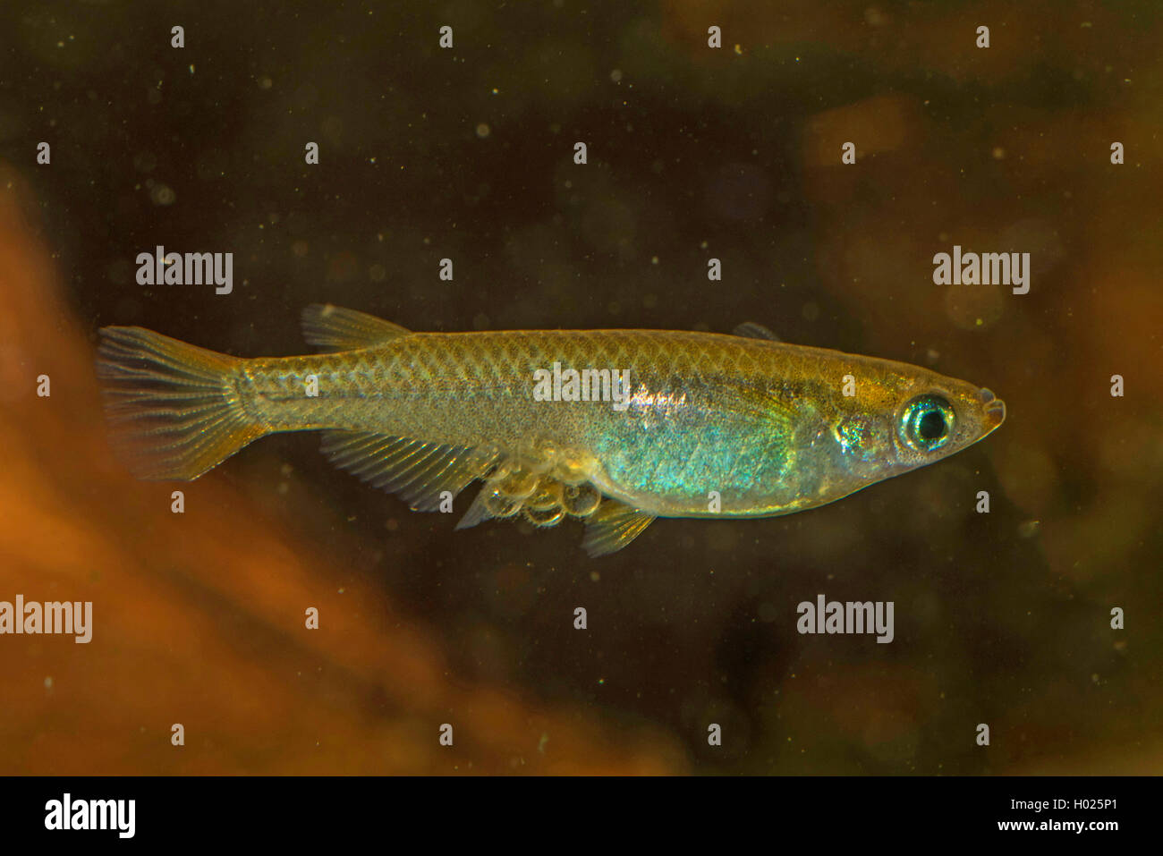 Oryzias latipes hi-res stock photography and images - Alamy