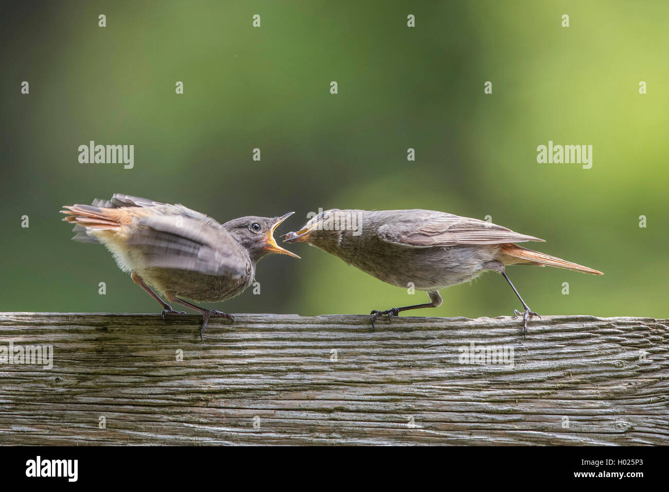black redstart (Phoenicurus ochruros), female feeding begging fledged ...