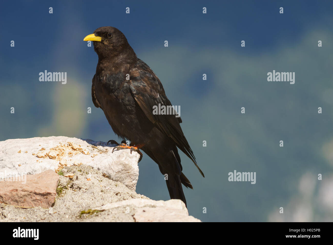 Chough bird hi-res stock photography and images - Alamy