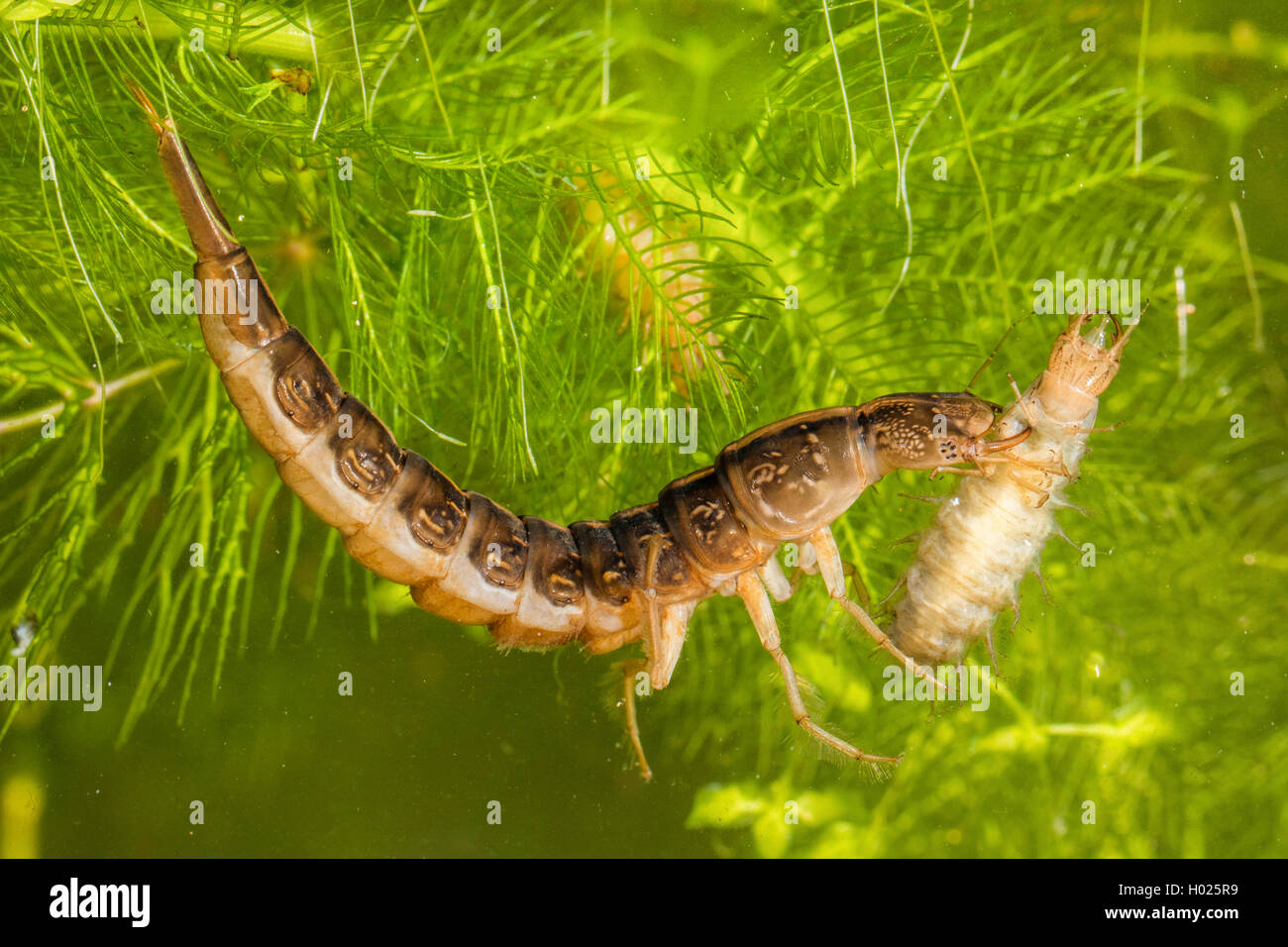 Larva great diving beetle eating hi-res stock photography and images ...