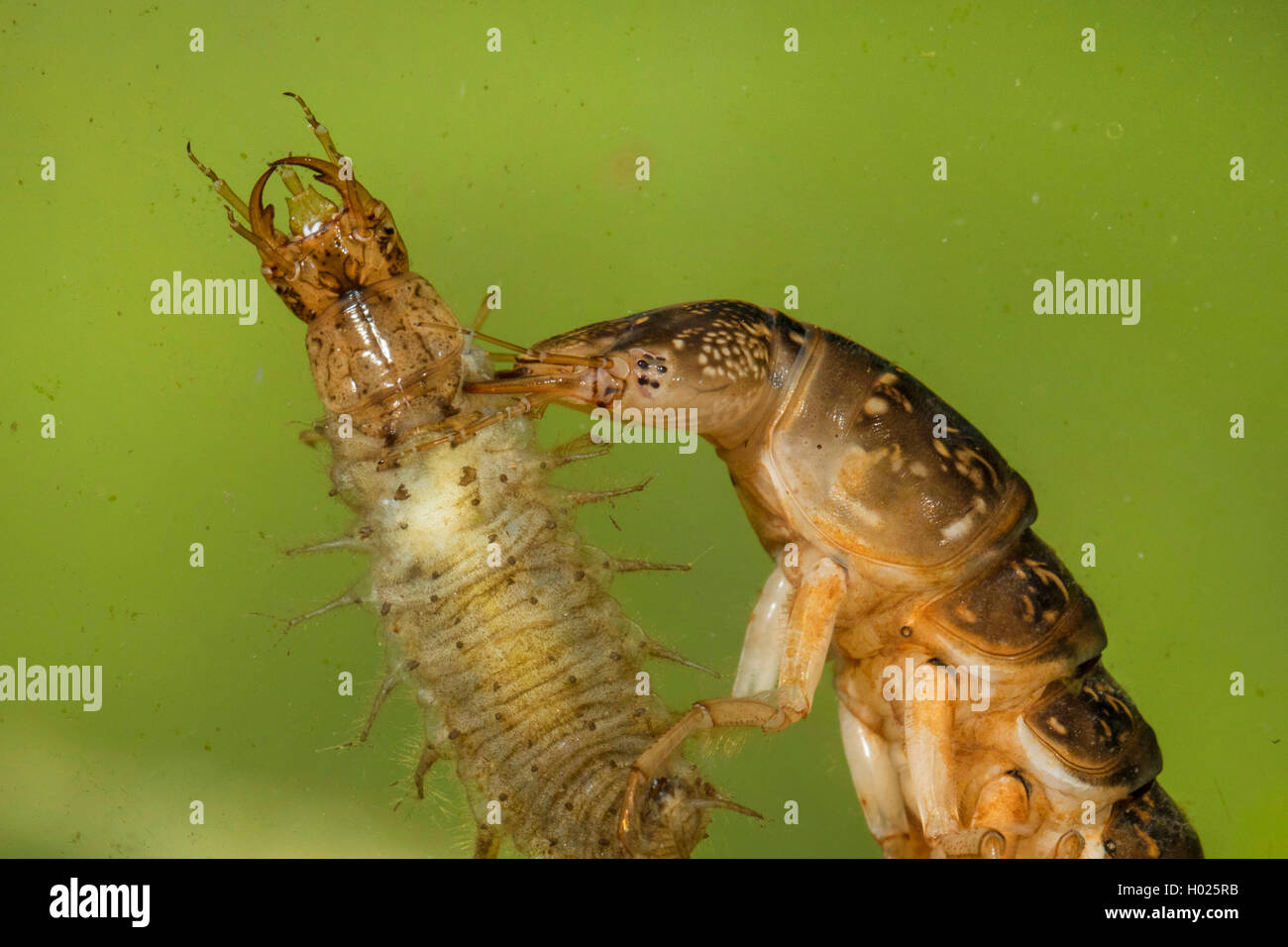 Great diving beetle (Dytiscus marginalis), larva with preyed larva of ...