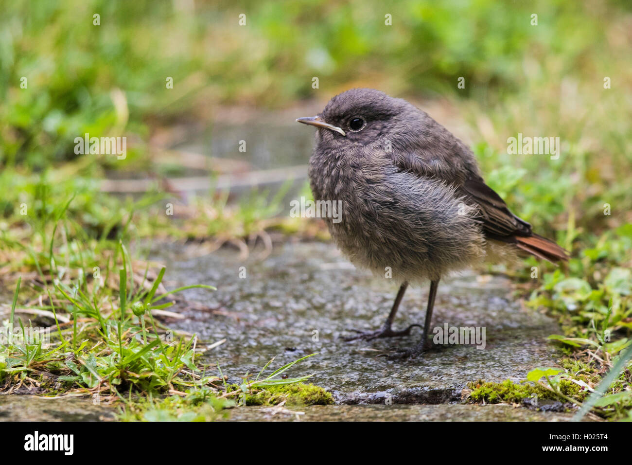 Pranced hi-res stock photography and images - Alamy