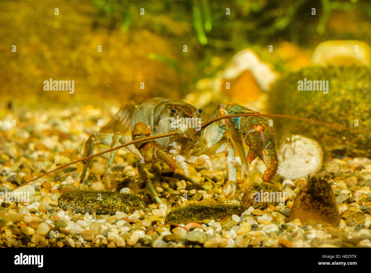 Gef Stock Photos & Gef Stock Images - Alamy