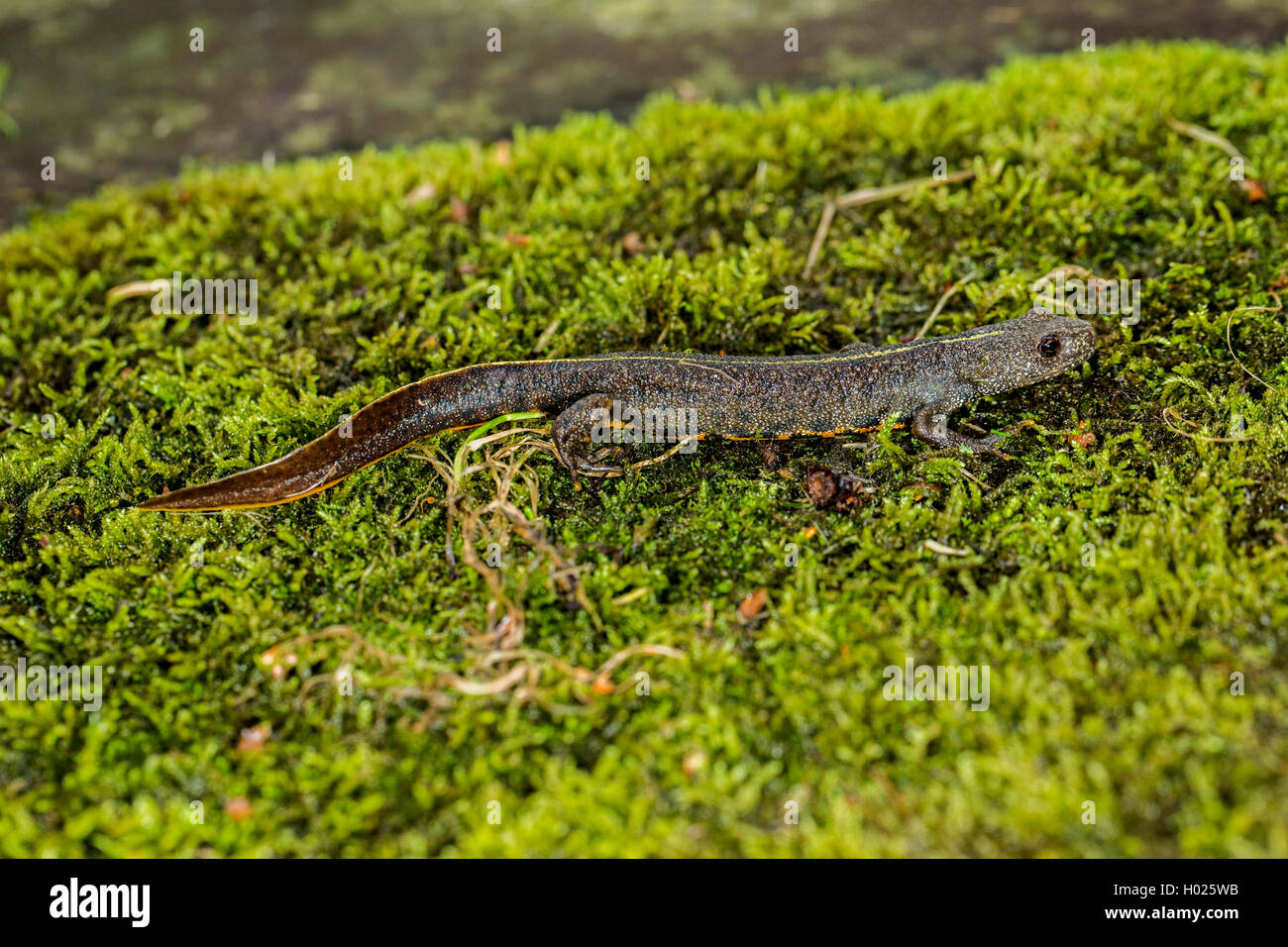 Italian crested newt alpine crested hi-res stock photography and images ...