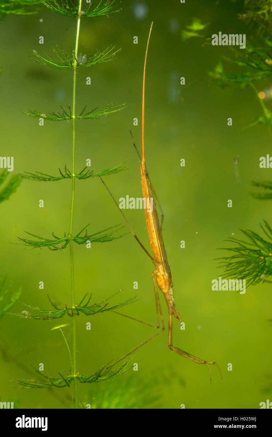 Water Stick Insect, Long-bodied Water Scorpion, Needle Bug (Ranatra ...