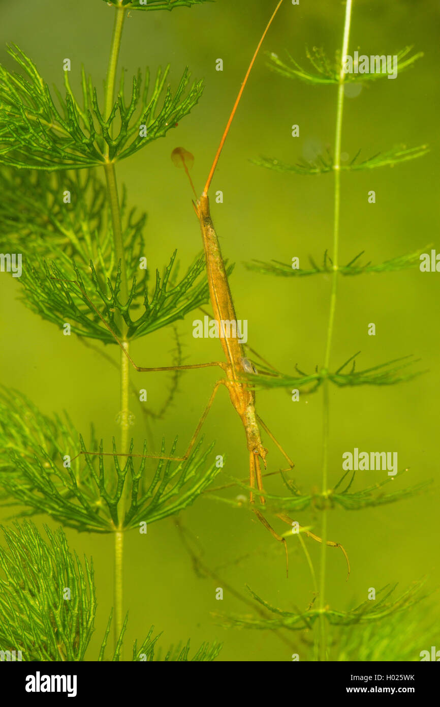 Water Stick Insect, Long-bodied Water Scorpion, Needle Bug (Ranatra ...