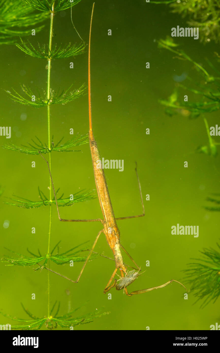 Water Stick Insect, Long-bodied Water Scorpion, Needle Bug (Ranatra ...