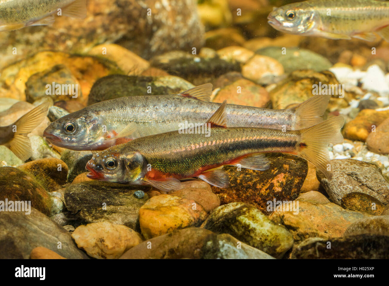 minnow, Eurasian minnow (Phoxinus phoxinus), pair in mating colouration ...