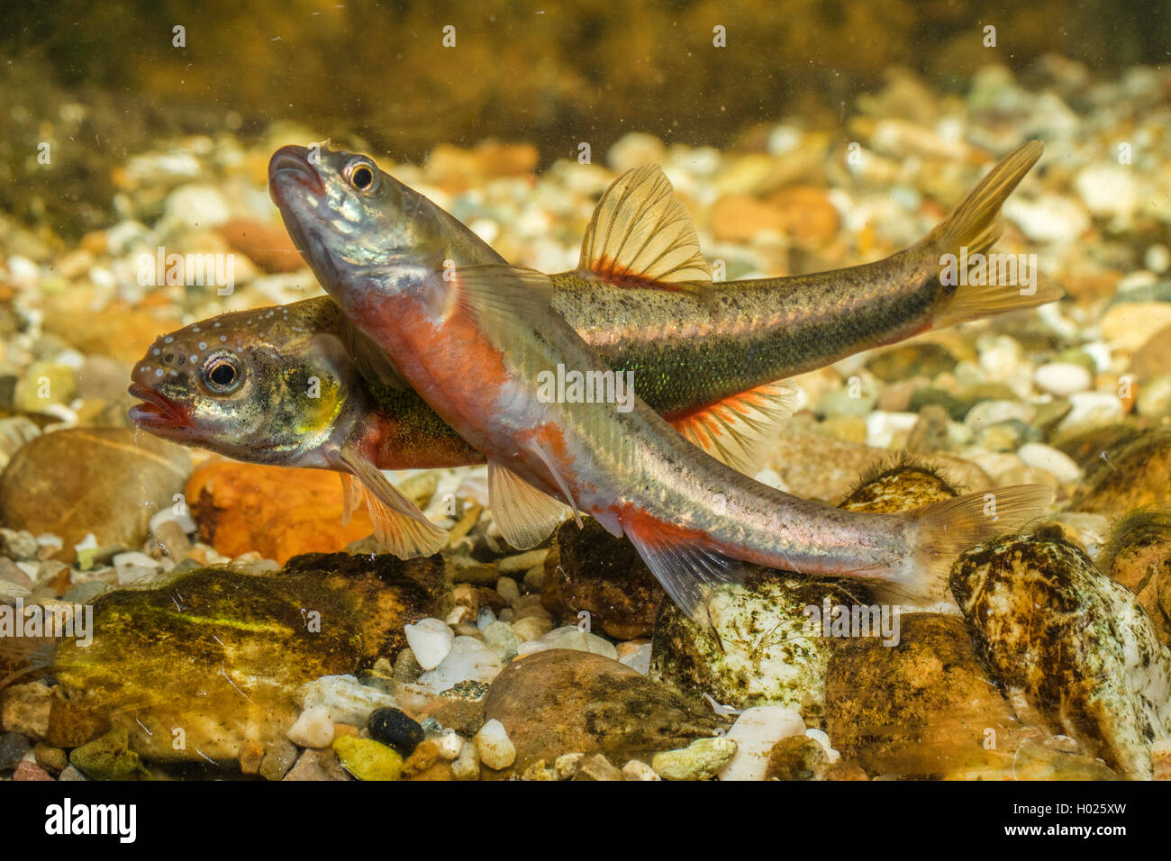 minnow, Eurasian minnow (Phoxinus phoxinus), pair in mating colouration ...