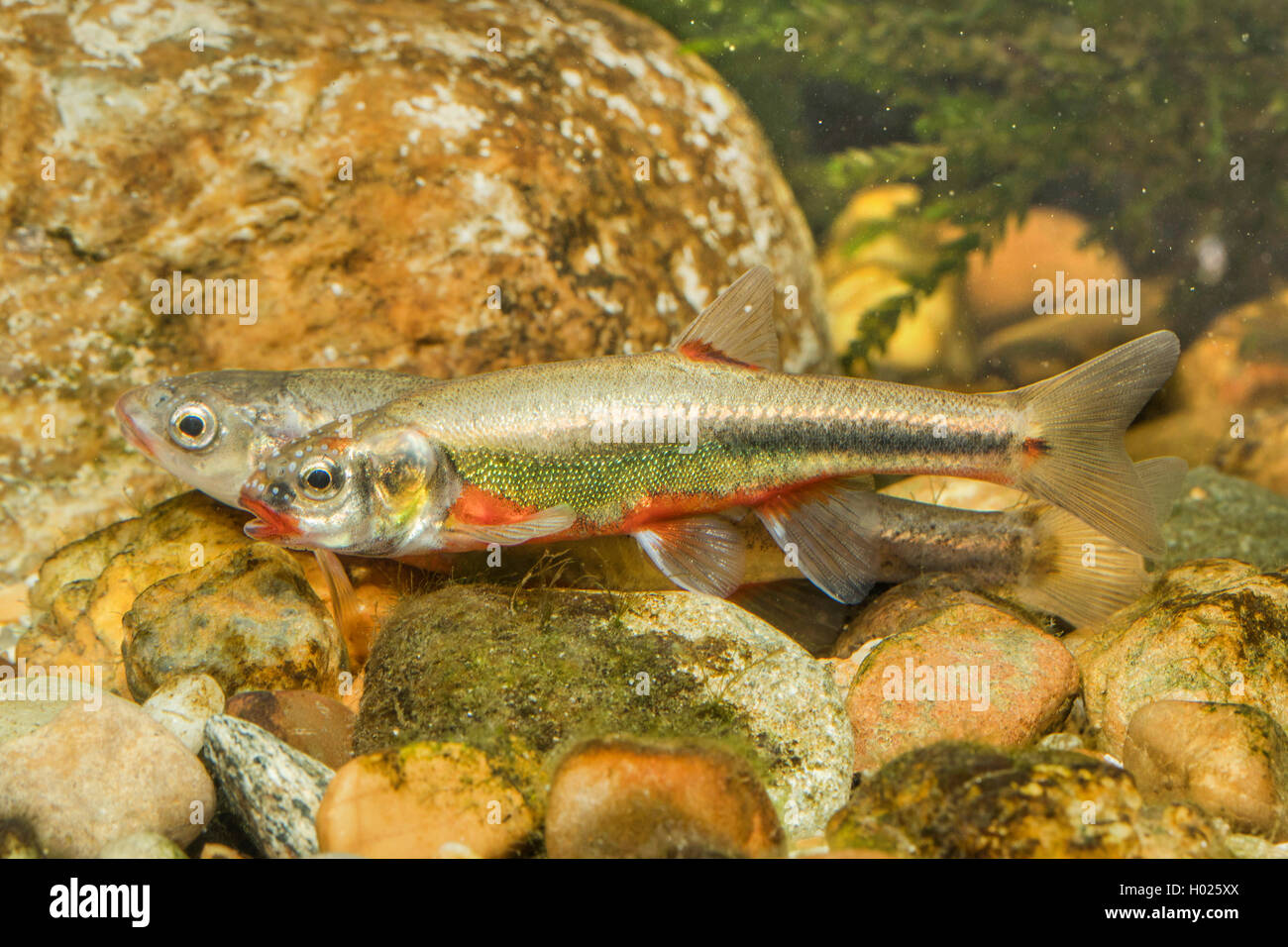minnow, Eurasian minnow (Phoxinus phoxinus), pair in mating colouration ...